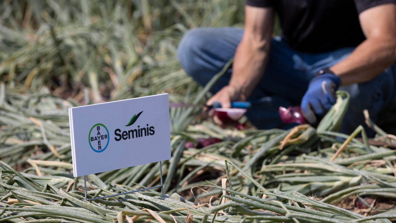 Seminis | High quality vegetable seed varieties | Vegetables by Bayer