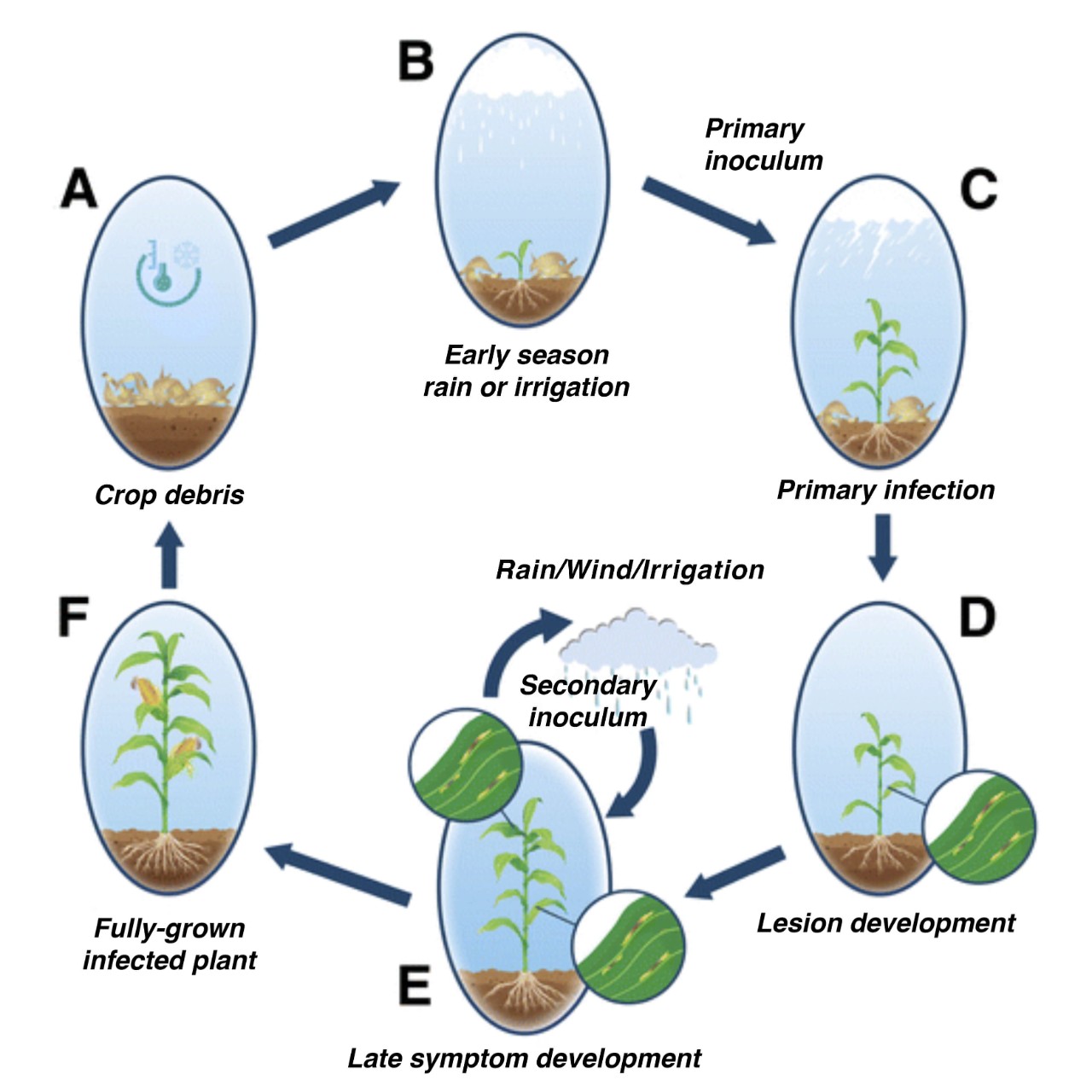 Disease Cycle Of Bacterial Leaf Blight Of Rice Diagram - Infoupdate.org