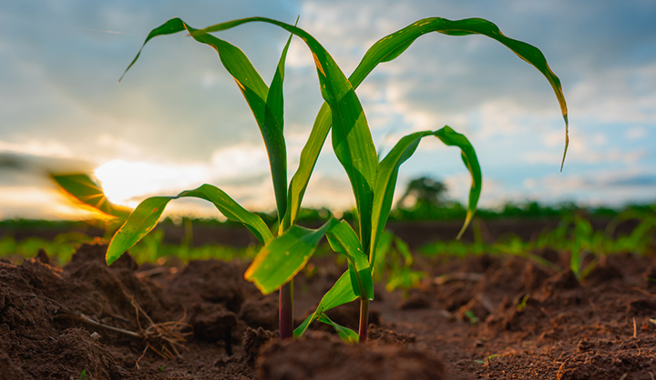 The growth stages of a maize plant